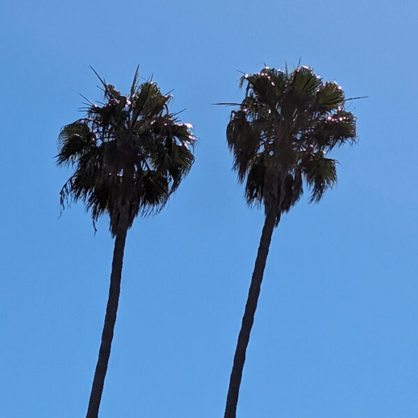 Utilities Limit Appropriate Tree Selection - Canyon News