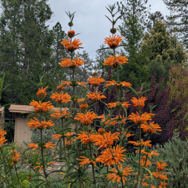 Aromatic Foliage Has Certain Advantages - Canyon News